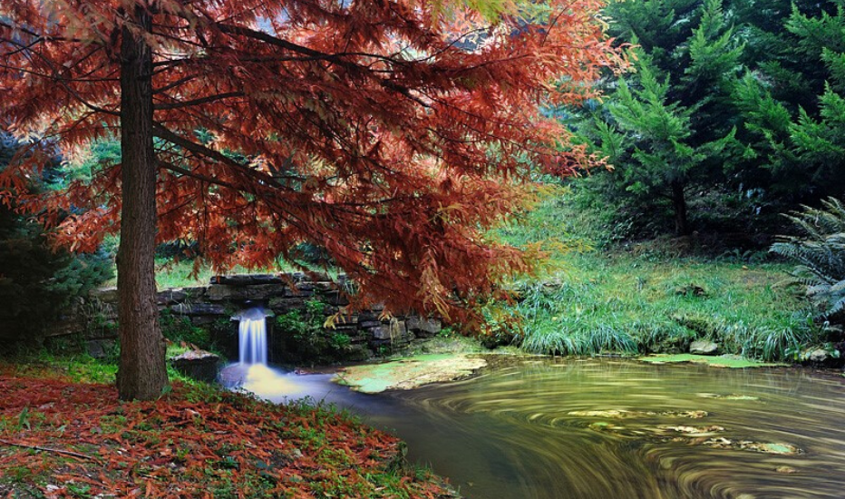 Orto Botanico Conifere di Ome Parco / Giardino / Area all'aperto