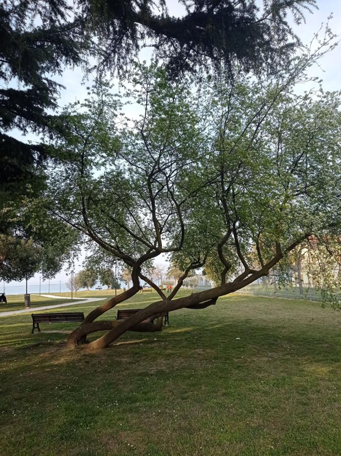 Parco Idroscalo Parco / Giardino / Area all'aperto