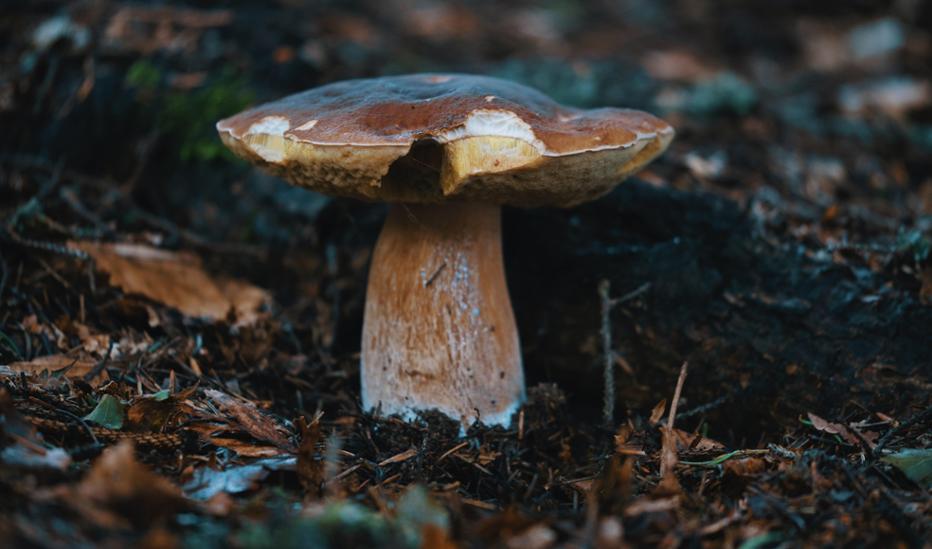 Festa del Fungo e della Castagna a Comune di Pisogne da 29/09/2022 al ...